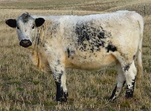 Speckle Park Cattle